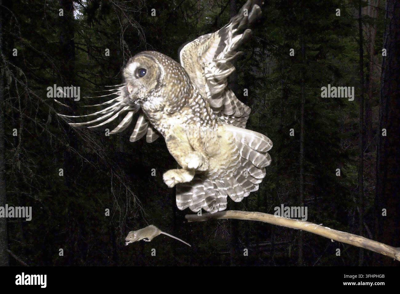 FILE - A northern spotted owl flies after a mouse jumping off the end ...
