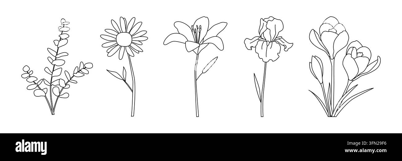 Set of five flower line drawings eucalyptus, daisy, lily, iris, and ...