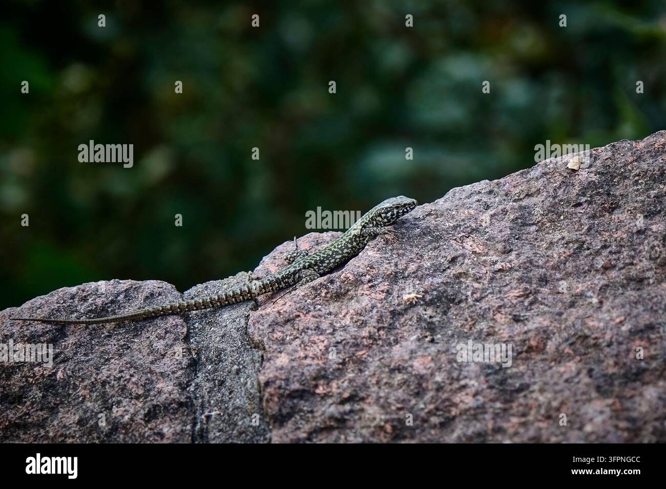 Mauereidechse Podarcis muralis . Mauereidechse Podarcis muralis ...