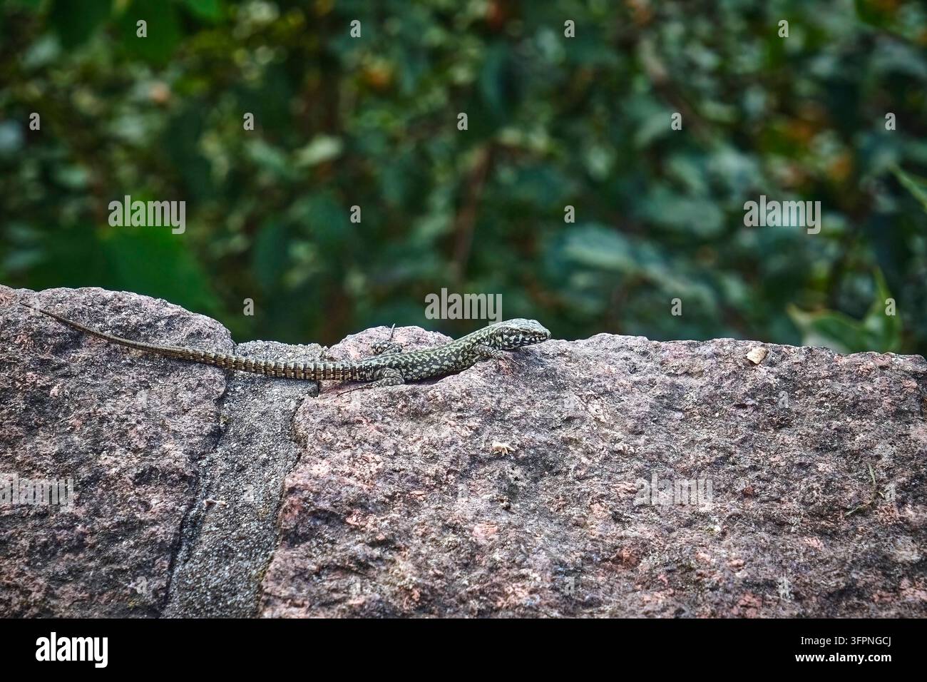 Mauereidechse Podarcis muralis . Mauereidechse Podarcis muralis ...