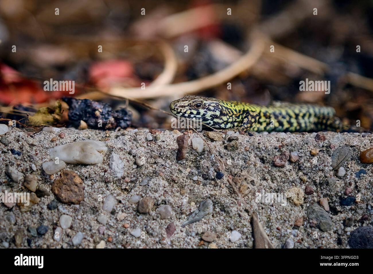 Mauereidechse Podarcis muralis . Mauereidechse Podarcis muralis ...