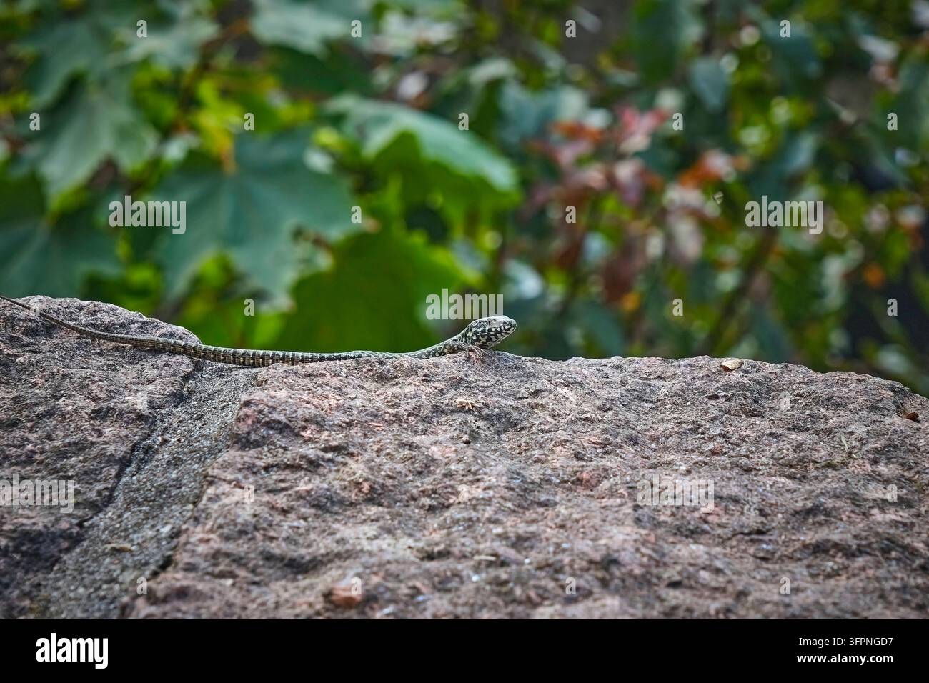 Mauereidechse Podarcis muralis . Mauereidechse Podarcis muralis ...