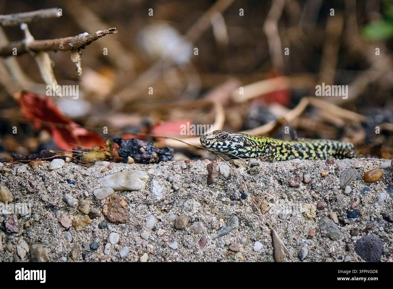 Mauereidechse Podarcis muralis . Mauereidechse Podarcis muralis ...