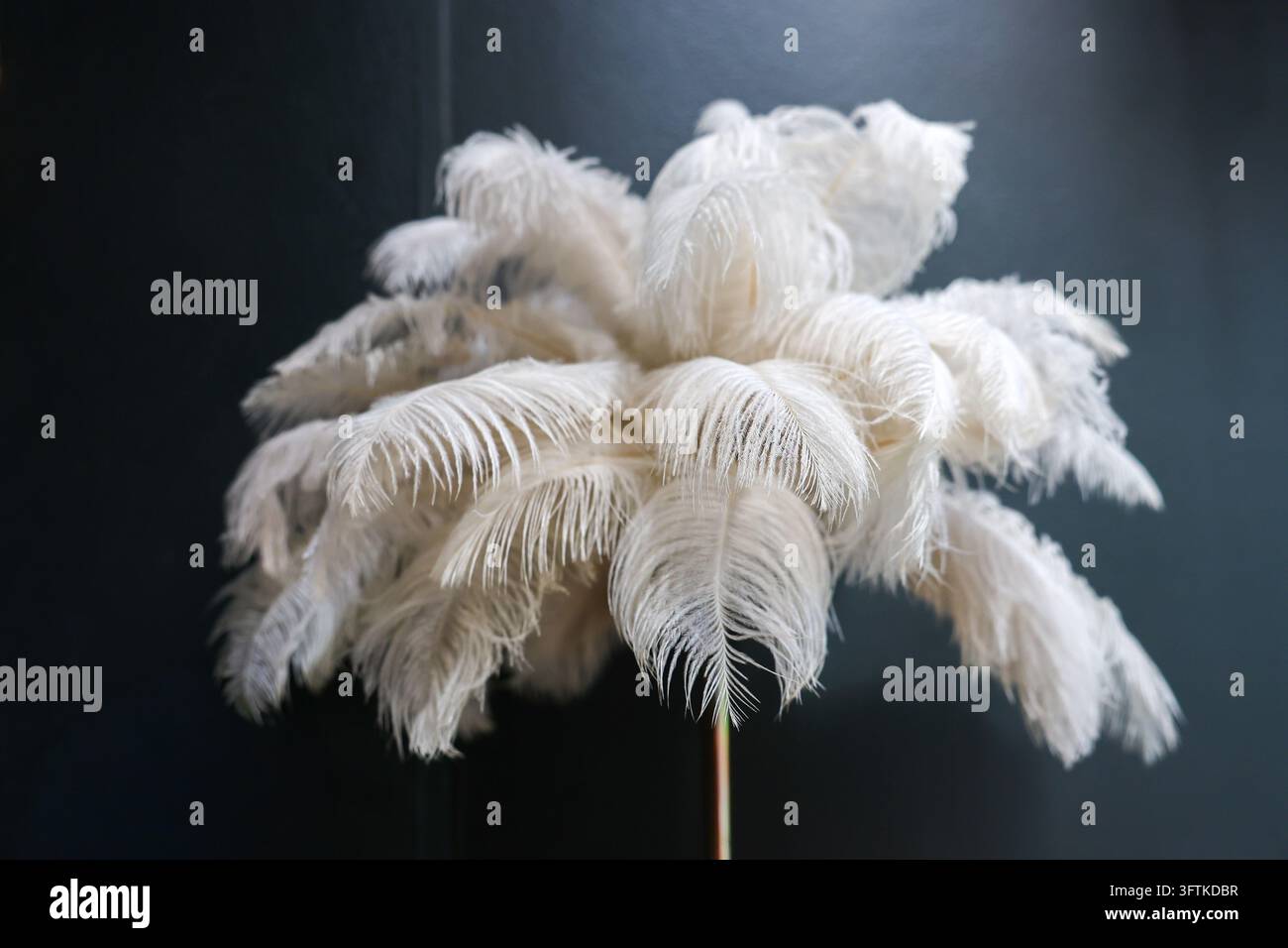A white plume arrangement with soft feather texture on slender stem ...