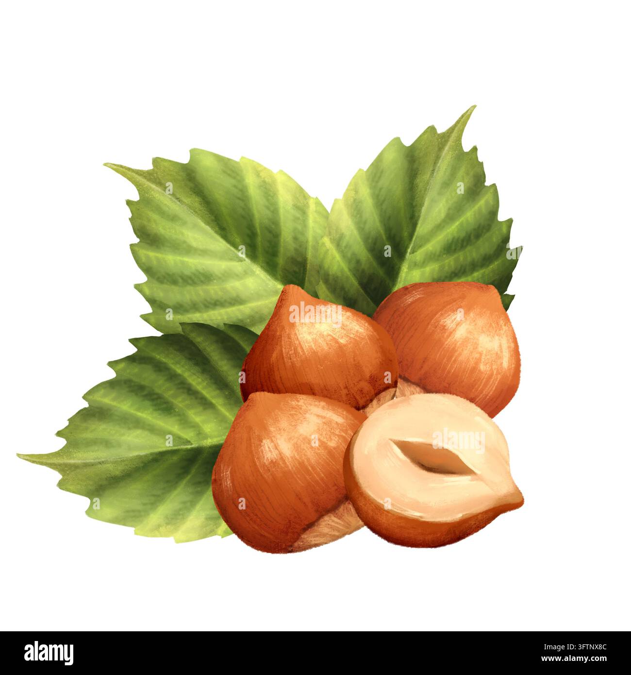 Hand-drawn illustration of hazelnuts with green leaves and a halved nut ...