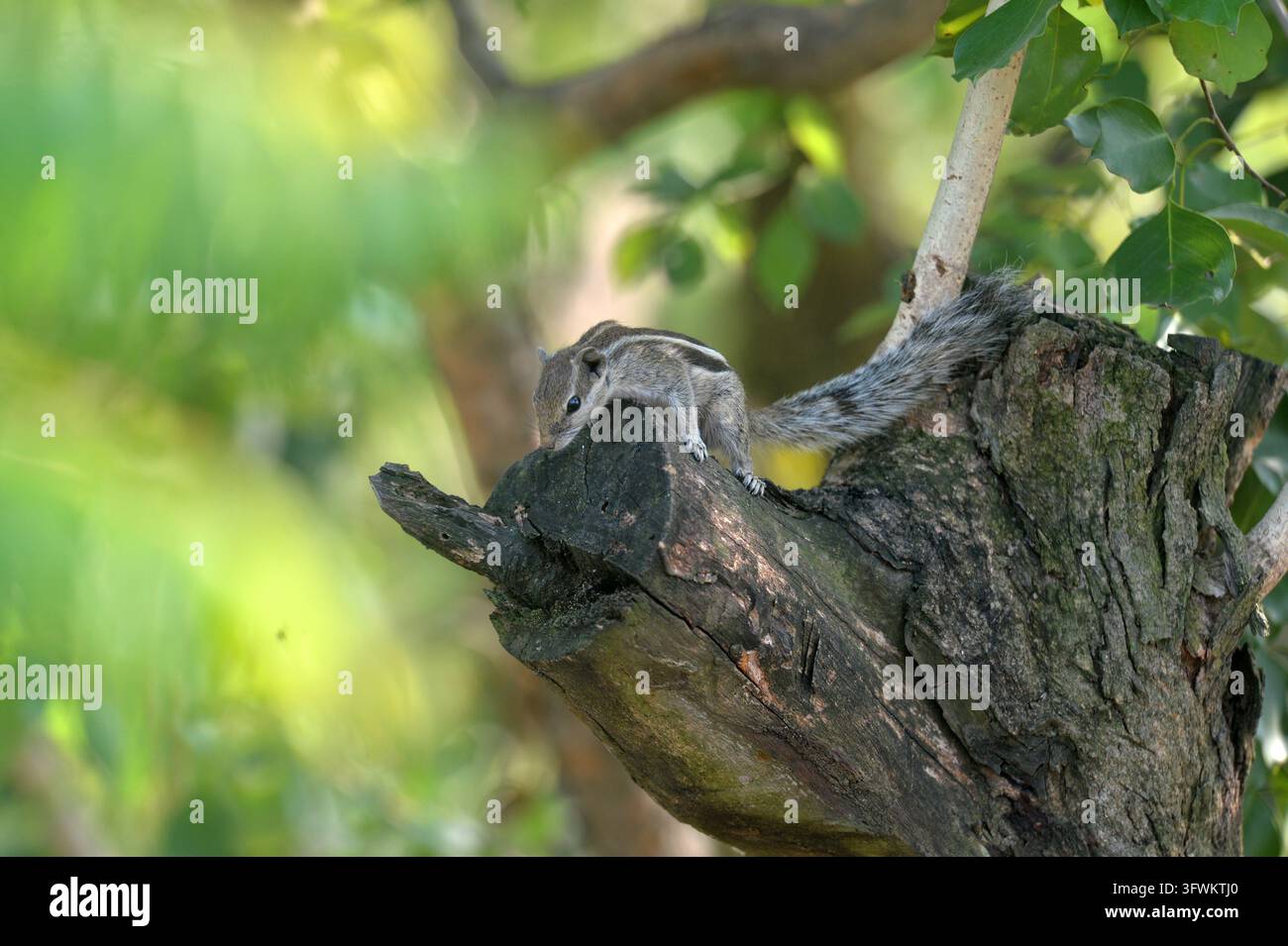 SILIGURI, INDIA - OCTOBER 20, 2026: A squirrel nibbles on food as it ...