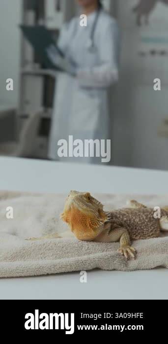 Vertical shot of cute sick exotic animal lying on soft towel on medical ...