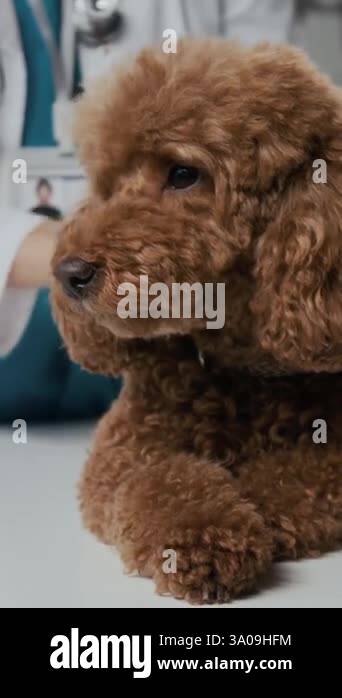 Vertical shot of cute fluffy toy poodle lying on medical table in front ...