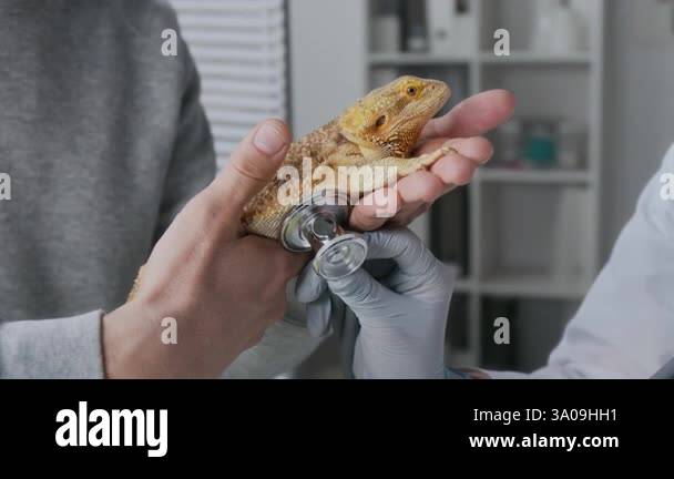 Hands of young male owner of exotic pet holding sick lizard while ...