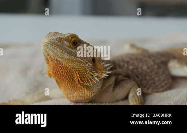 Sick dragon Stock Videos & Footage - HD and 4K Video Clips - Alamy