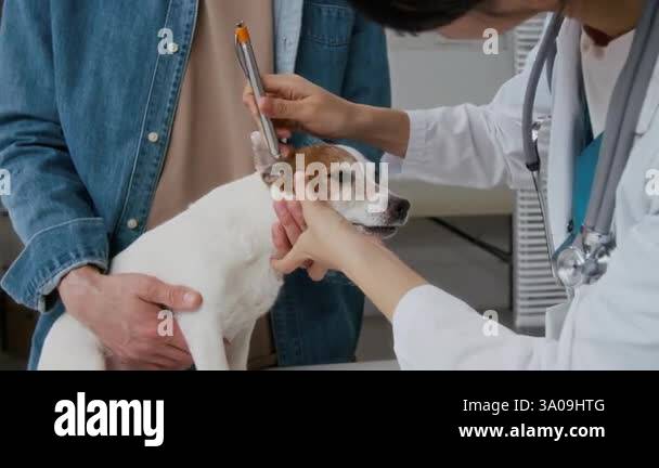 Young female veterinarian bending over sick dog and examining ears of ...