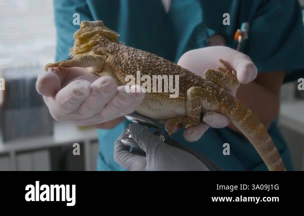 Gloved hands of young vet clinician in blue medical scrubs holding sick ...