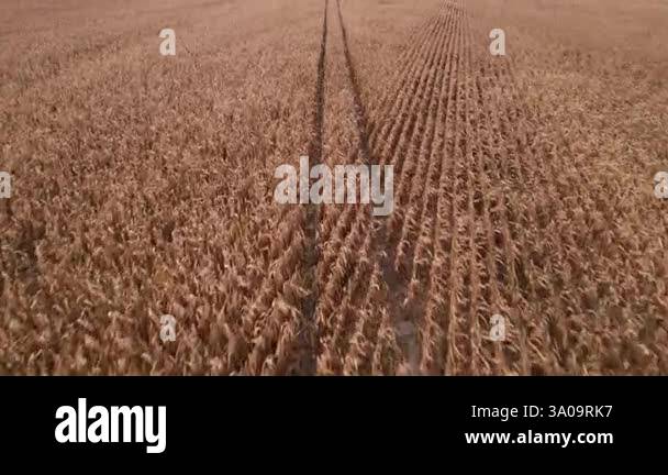 Flying over dry corn field, top view, Ukraine, Europe. Aerial view of ...