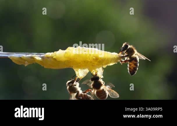 Wild bees on a kitchen knife with honey on sunny day against nature ...
