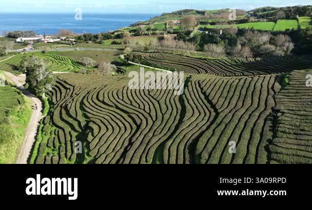 Azores sao miguel farmland Stock Videos & Footage - HD and 4K Video ...