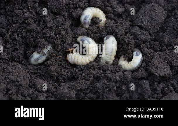 White cockchafer larvae on the ground, close up. Its other names ...