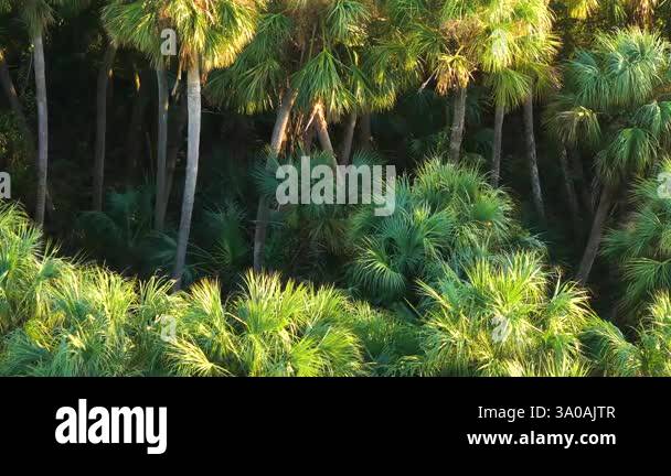 Beautiful nature. Southern Florida ecosystem with green wild vegetation ...