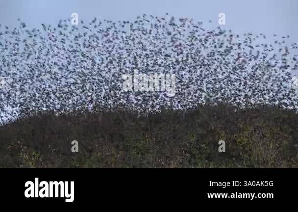 Flock of starlings resting on the canopy of trees in a city park and ...