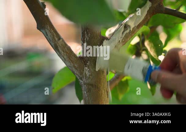 Applying white protective liquid to the trunk of a young tree with a ...