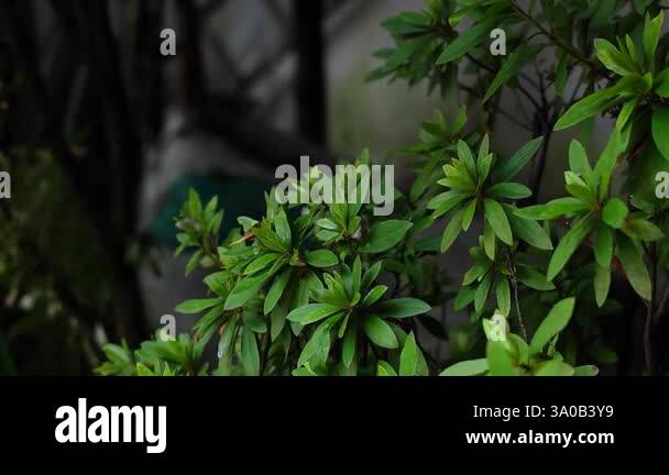 A person carefully tending to a green bush, inspecting or pruning ...