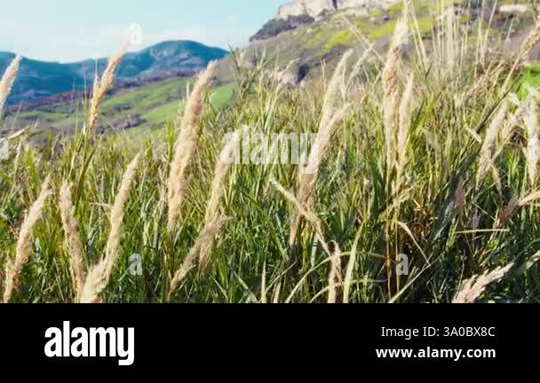 Nature Background Meadow For Spring Incoming Season Stock Video Footage ...