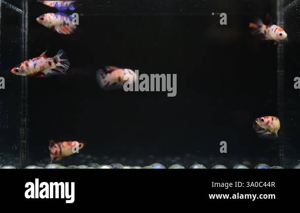 Betta fish group of female KOI Nemo Halfmoon Siamese fighting fish on ...