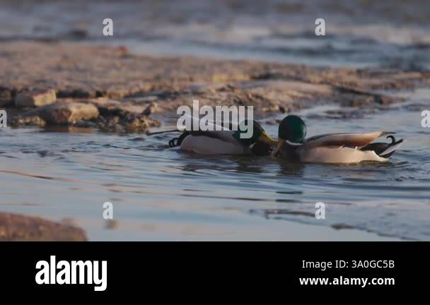 Two male mallard ducks stand in shallow water near the shore, one ...