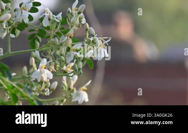 Moringa tree flowers. This is a Moringaceae family tree. Its other ...