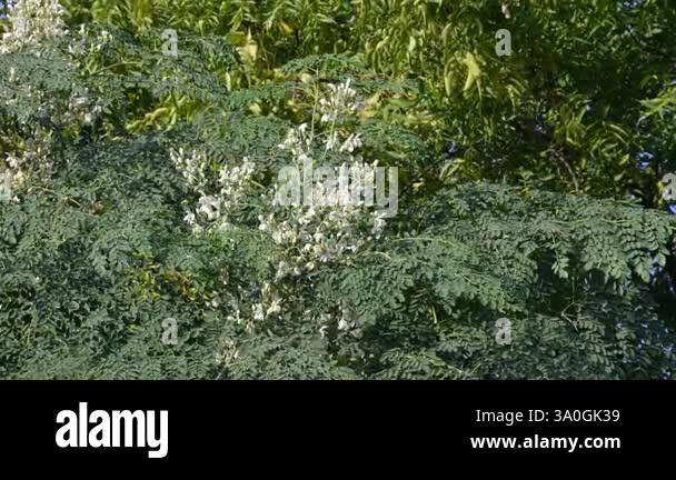 Moringa tree flowers. This is a Moringaceae family tree. Its other ...