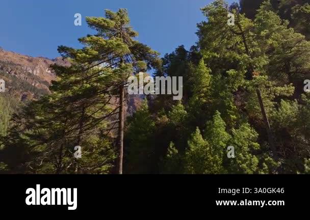 Pine forest covering Himalayan mountain slopes, sweeping aerial view ...