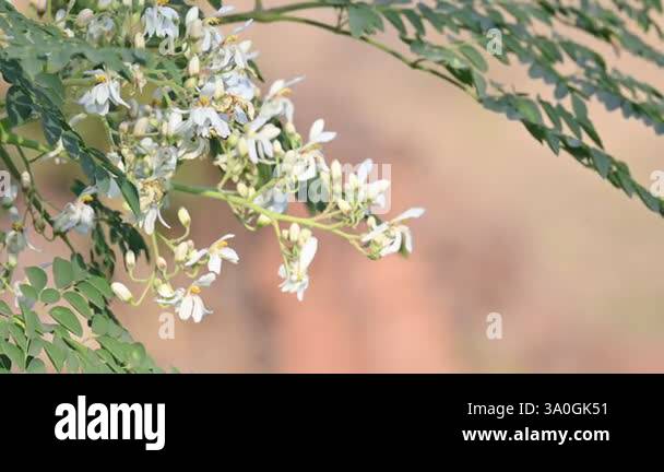 Moringa tree flowers. This is a Moringaceae family tree. Its other ...