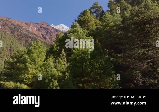 Snowy Mount Everest peak rising above dense pine forest in Sagarmatha ...