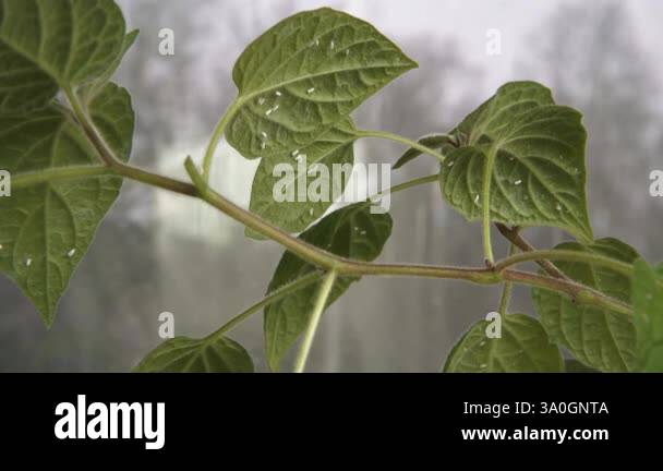 Peruvian insects Stock Videos & Footage - HD and 4K Video Clips - Alamy