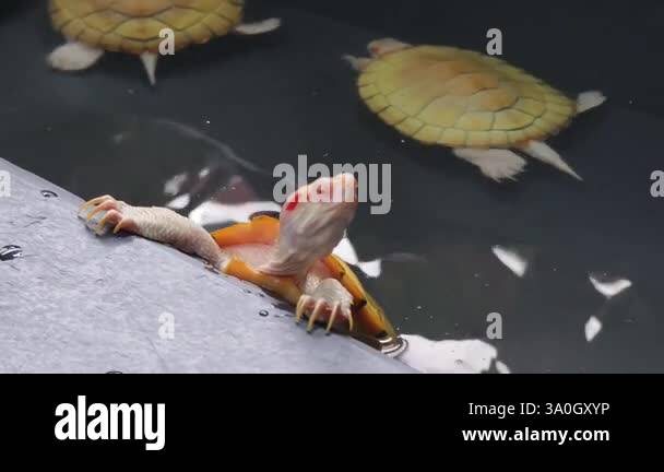 A video of a turtle with red eyes swimming gracefully in water Stock ...