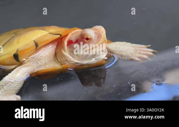A video of a turtle with red eyes swimming gracefully in water Stock ...