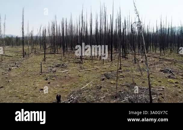 A forest with dead trees and a sky in the background. Scene is somber ...