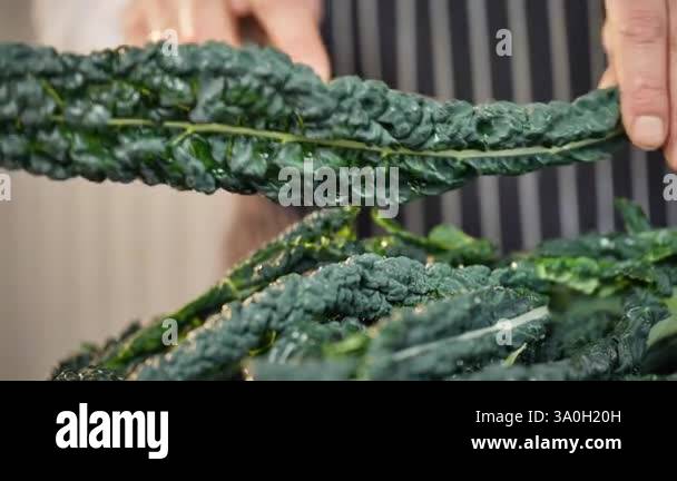 The cook prepares Tuscan cabbage cale nero, cavolo nero, Lacinato kale ...