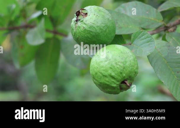 Young guava fruit on a branch close up in the garden. Two green guava ...
