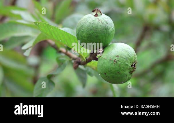 Young guava fruit on a branch close up in the garden. Two green guava ...