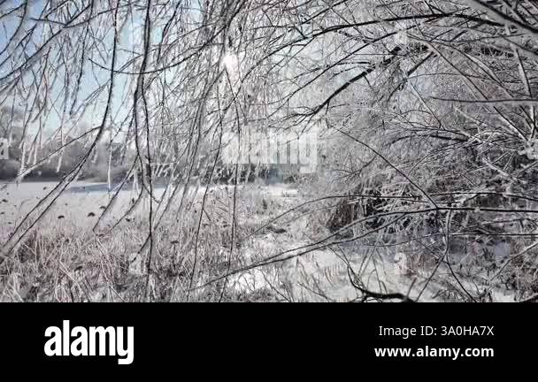 slow motion video 4k snow falling from branches. slow motion video ...
