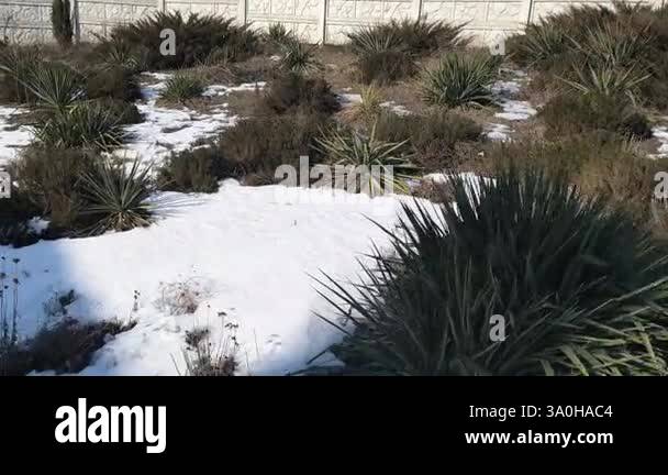 spring thaw. snow melts and flower sprouts appear. flowers in the snow ...