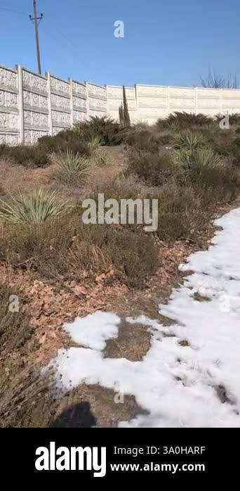 spring thaw. snow melts and flower sprouts appear. flowers in the snow ...