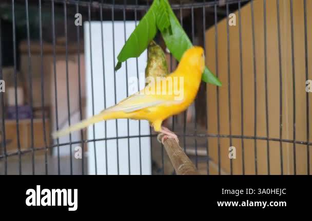 close look of yellow canaries in the cage. close-up of a cute yellow ...