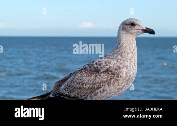 A young seagull with mottled brown feathers set against the sea and sky ...