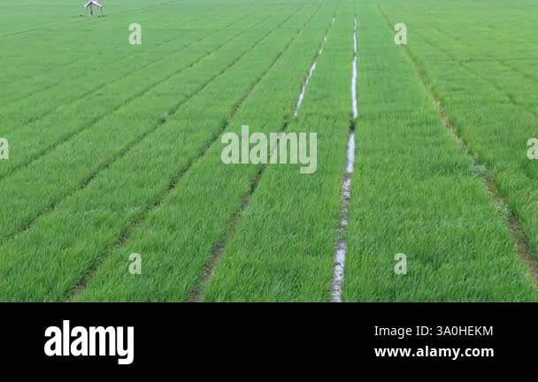 rice field fields, A stretch of fertile rice fields, with neat green ...