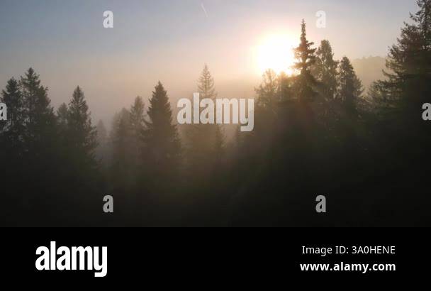 Misty forest at sunrise with golden sunlight filtering through tall evergreen trees Stock Video ...