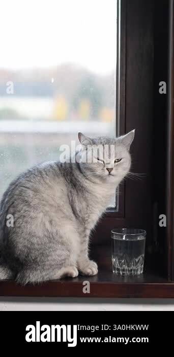 Gray cat sits in front of glass of water on wooden windowsill,drinks ...