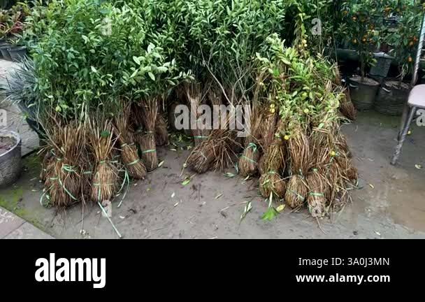 Lemon and Citrus Fruit Trees with Roots Bundled for Sale in a Nursery ...