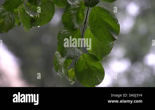 Close-up image of a wet tree branch with vibrant leaves, suggesting ...