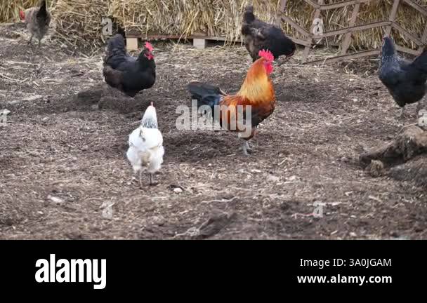 rooster on the farm Stock Video Footage - Alamy